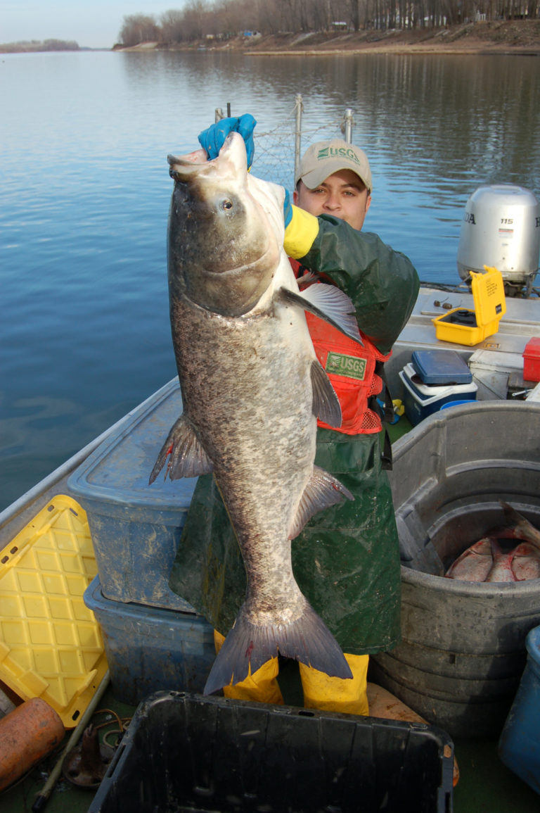 Republicans Block Invasive Asian Carp Kill Zone in Illinois | DCReport.org