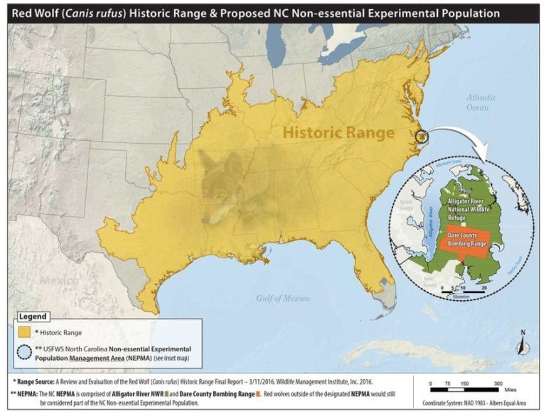 Endangered Red Wolf: Interior Department Ok with Killings | DCReport.org